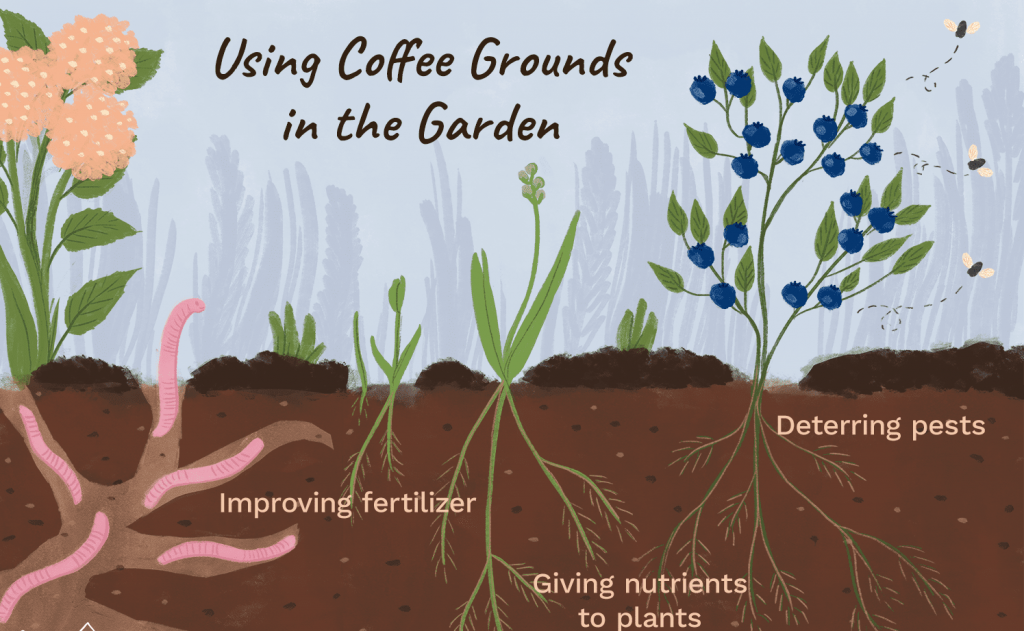 Know These Natural Plant Fertilizers Easily Found At Home | FNP