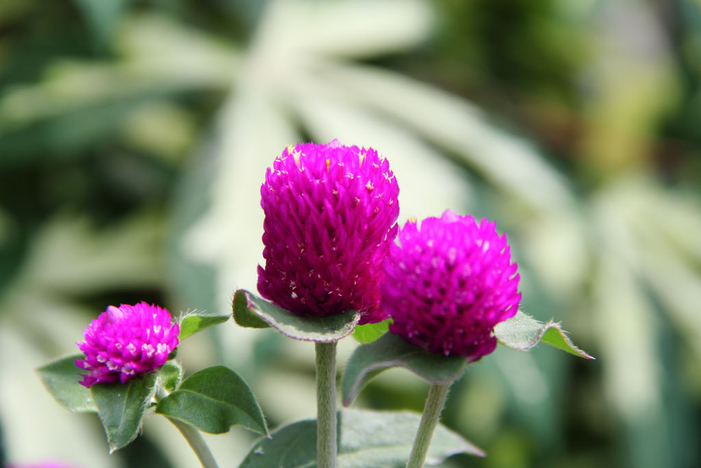 30 Summer Flowering Plants