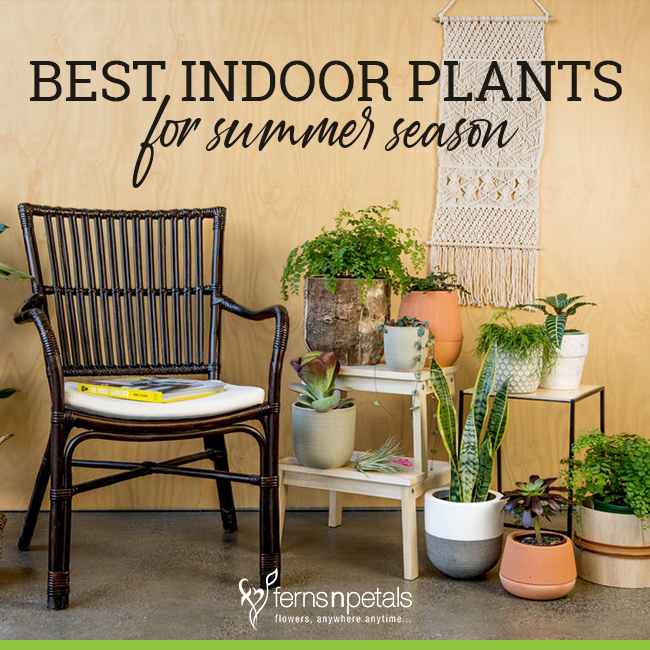 Bring These Plants to Keep Your Indoors Cool This Summer - Ferns N Petals
