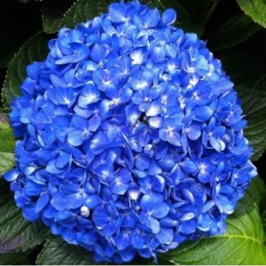 Know More About The Rarest Blue Flowers | FNP
