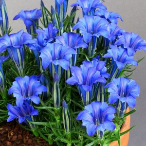 Know More About The Rarest Blue Flowers - Ferns N Petals