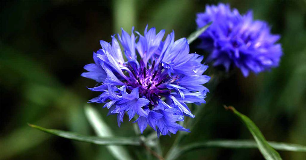Know More About The Rarest Blue Flowers | FNP