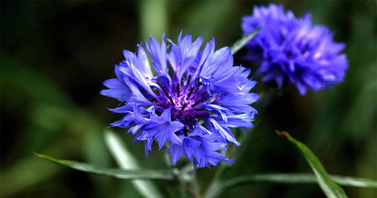 Know More About The Rarest Blue Flowers | FNP