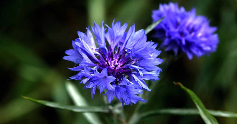 Know More About The Rarest Blue Flowers | FNP