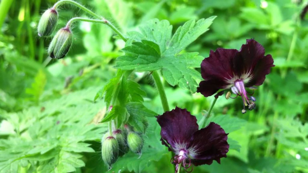 11 Gorgeous Black Flowers From Around The World | FNP