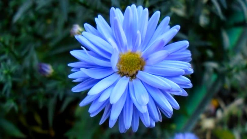 Know More About The Rarest Blue Flowers | FNP