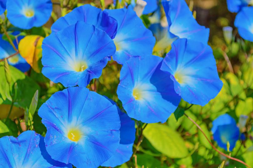 Know More About The Rarest Blue Flowers | FNP
