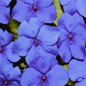 Know More About The Rarest Blue Flowers | FNP