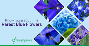 Know More About The Rarest Blue Flowers | FNP