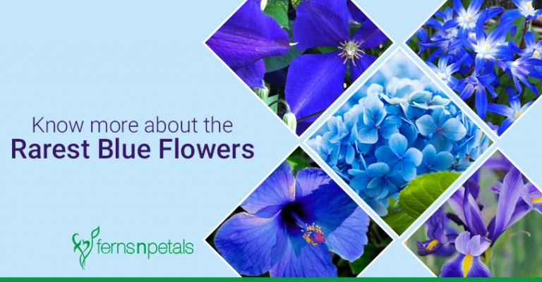 Know More About The Rarest Blue Flowers | FNP
