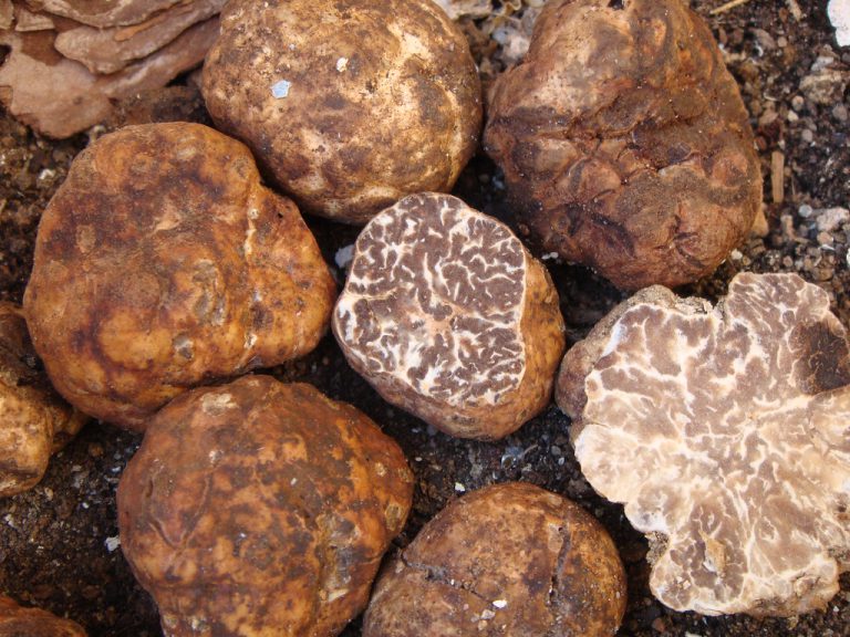 Did You Know Truffle Grows Underground? | FNP