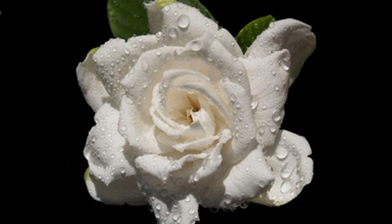 15 Exotic Flowers from Around the Globe