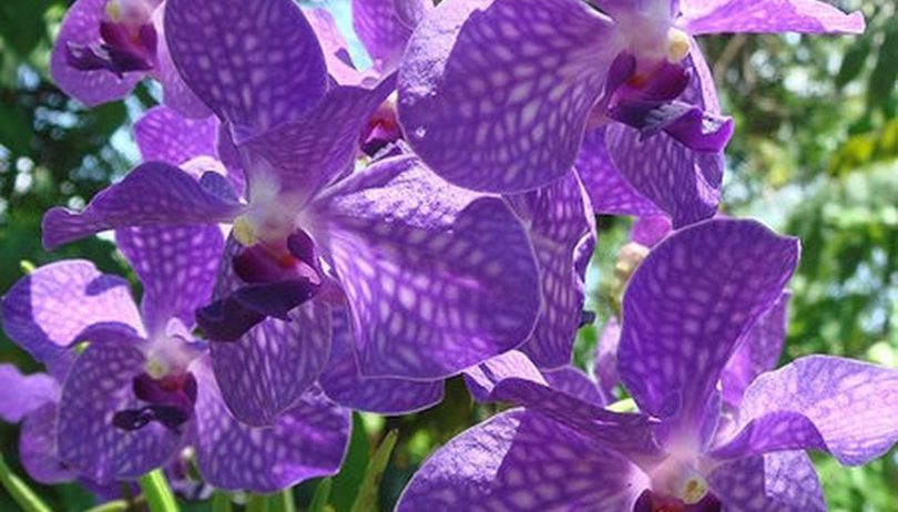 15 Exotic Flowers from Around the Globe