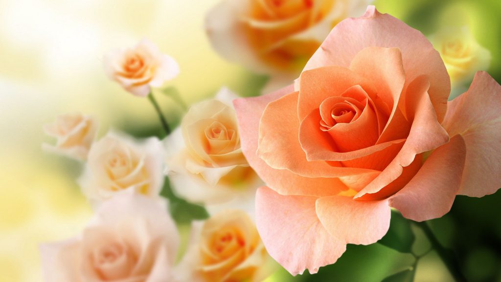 Rose Flower Meanings Based On Colour & Numbers | FNP