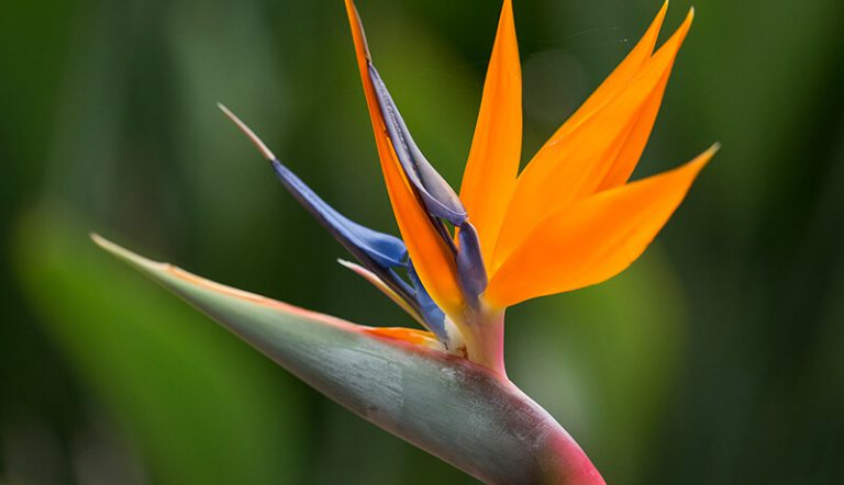 15 Exotic Flowers from Around the Globe