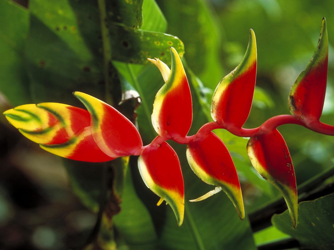 15 Exotic Flowers from Around the Globe