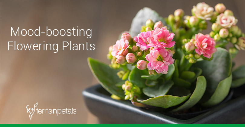 Stunning Flowering Plants that also Boost your Mood | FNP