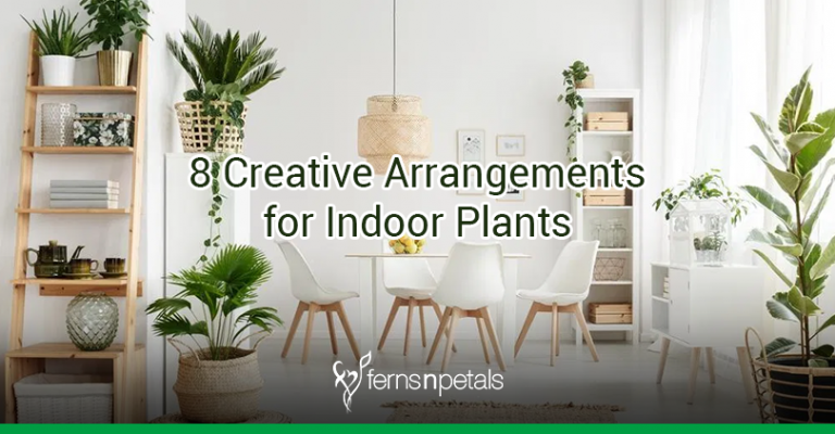 8 Creative Arrangements for your Indoor Plants | FNP