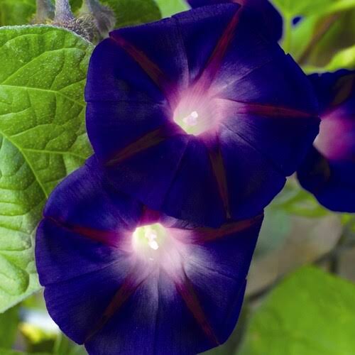 11 Mystic Purple Flowers From Around The Globe | FNP