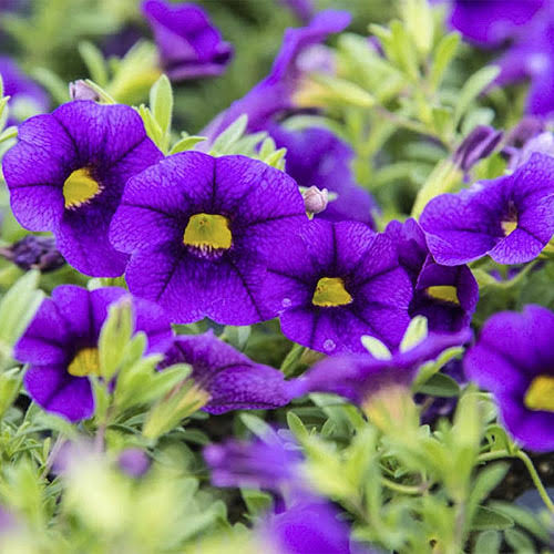 11 Mystic Purple Flowers From Around The Globe | FNP