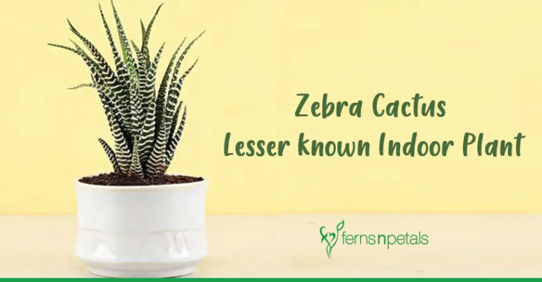 Zebra Cactus- Lesser-known Indoor Plant | FNP