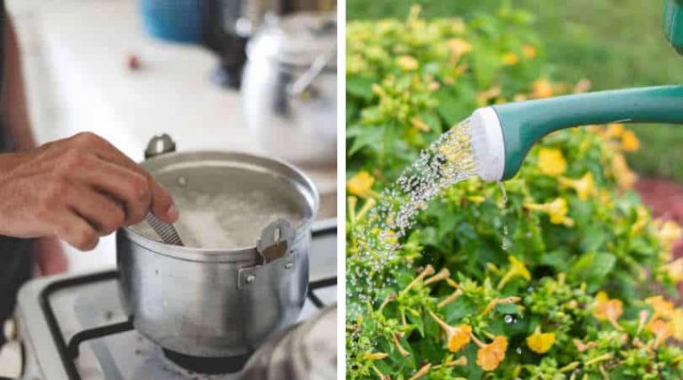 7 Water-saving Tips for your Garden | FNP