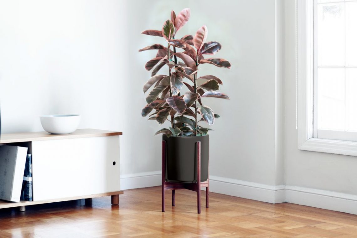 Indoor‌ ‌Plants‌ ‌that‌ ‌Filter‌ ‌Cigarette‌ ‌Smoke‌