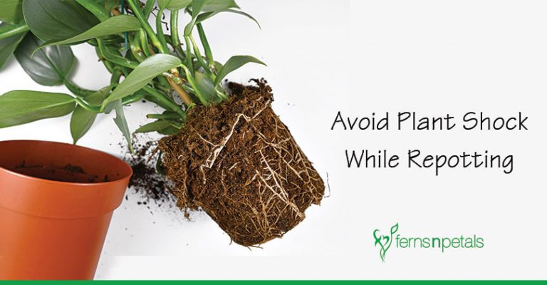 How to Avoid Plant Shock while Repotting? | FNP
