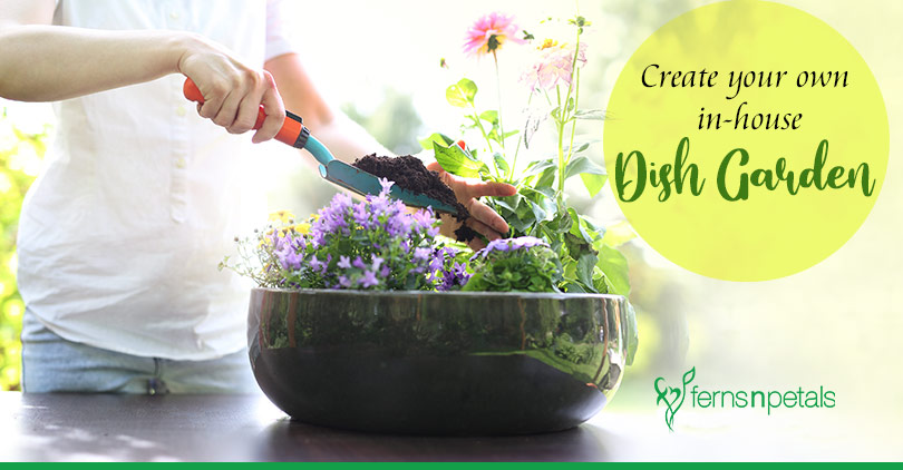 Create your own in-house Dish Garden | FNP