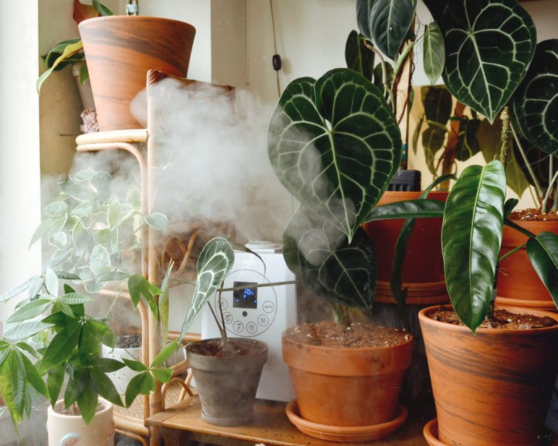 How humidity affects your houseplants | FNP