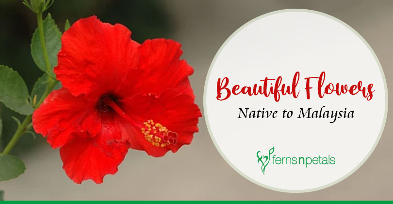 Malaysian Tropical Flowers 5 Beautiful Flowers That Are Native To
