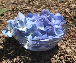 How flowers help you deal with anxiety & depression? | FNP