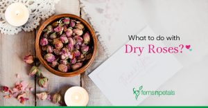 Creative Ways to Use Dry Roses | FNP