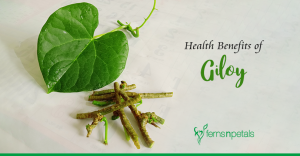 Giloy: 8 Health Benefits You Should Know | FNP