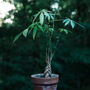 8 Benefits of Pachira Aquatica or Money Tree Plant
