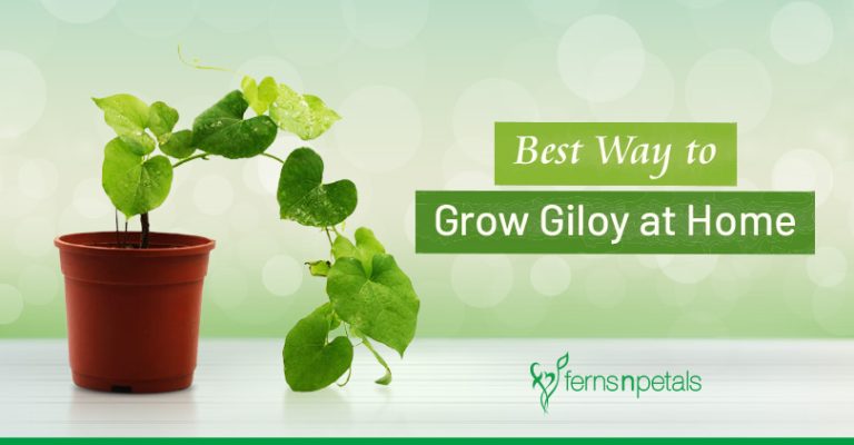 Best Way to Grow Giloy at Home | FNP