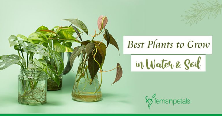 Top 5 Plants That Can Grow in Soil & Water | FNP