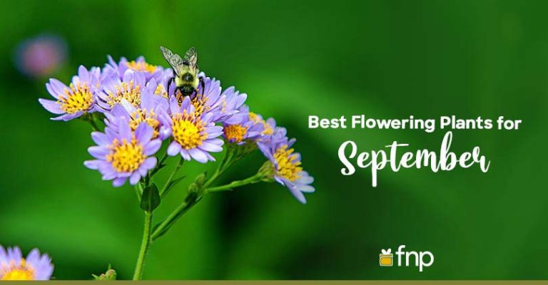 Best Flowering Plants to Grow in September | FNP