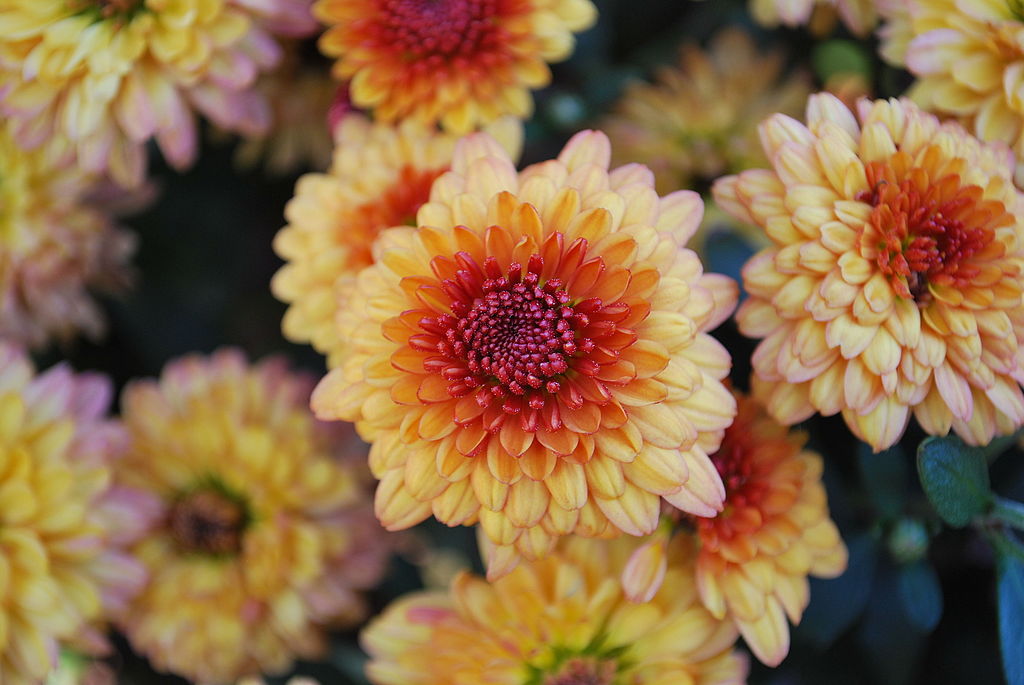 Know all about Feng Shui Flowers