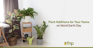 Top 5 Plant Additions for Your Home on World Earth Day | FNP