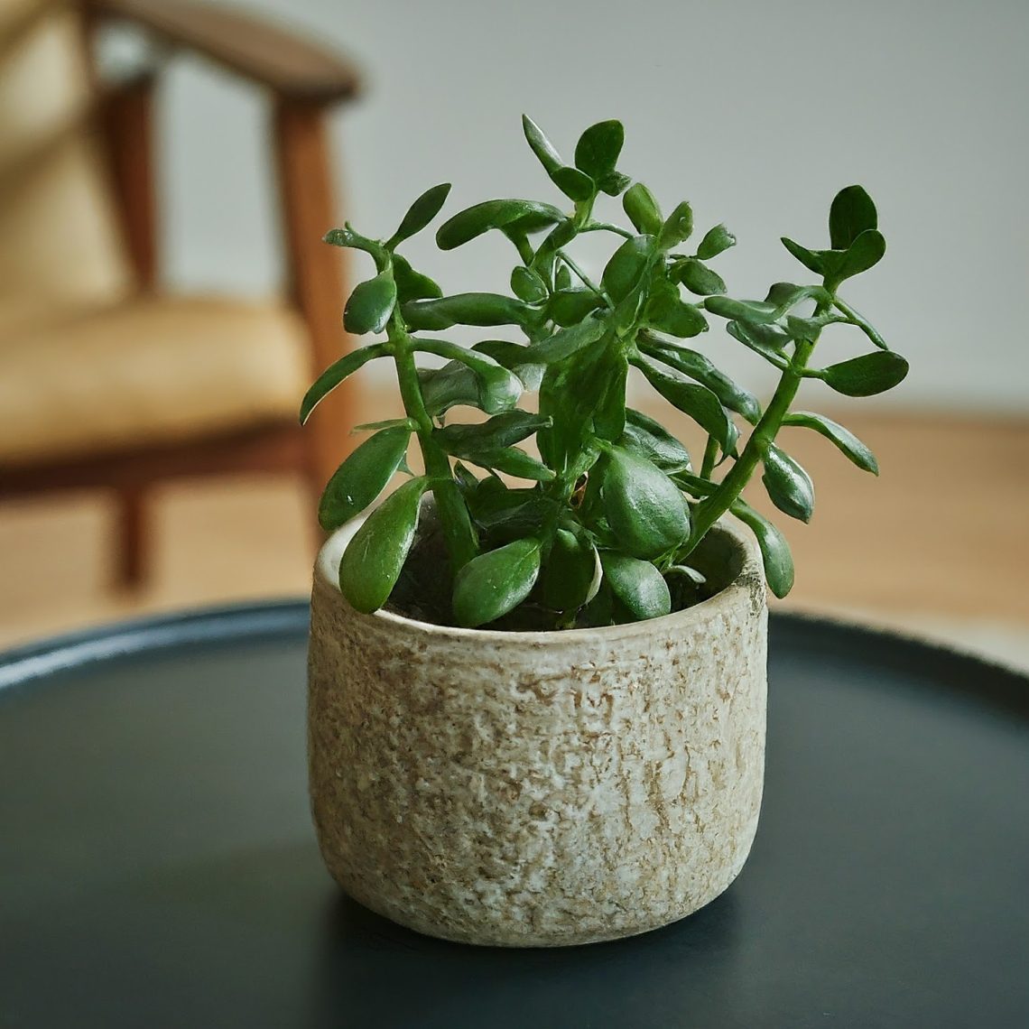 10 Amazing Plants to Have on Your Coffee Table | FNP