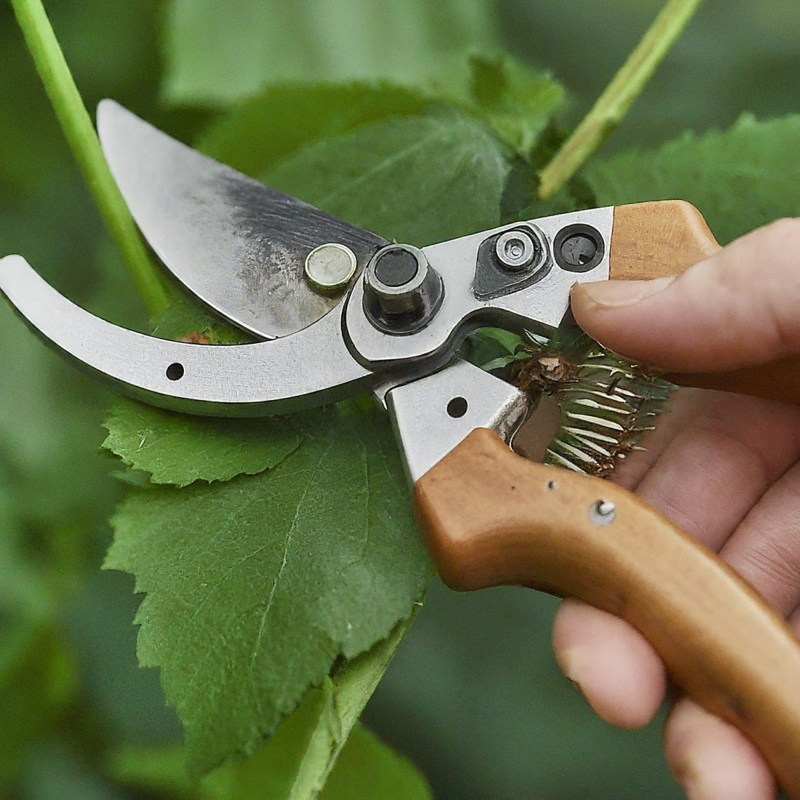 Top 10 Gardening Tools you must have for Home Gardening