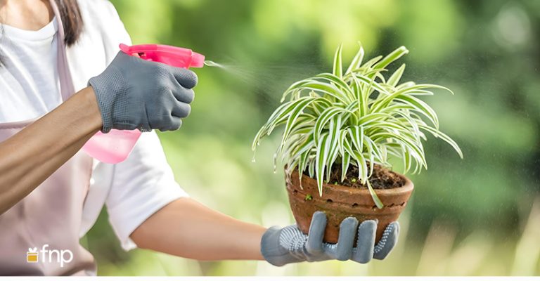 How to Protect Houseplants from Pests | FNP