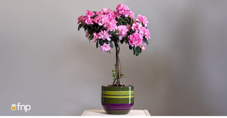 Year-Round Flowering Plants Guide | FNP