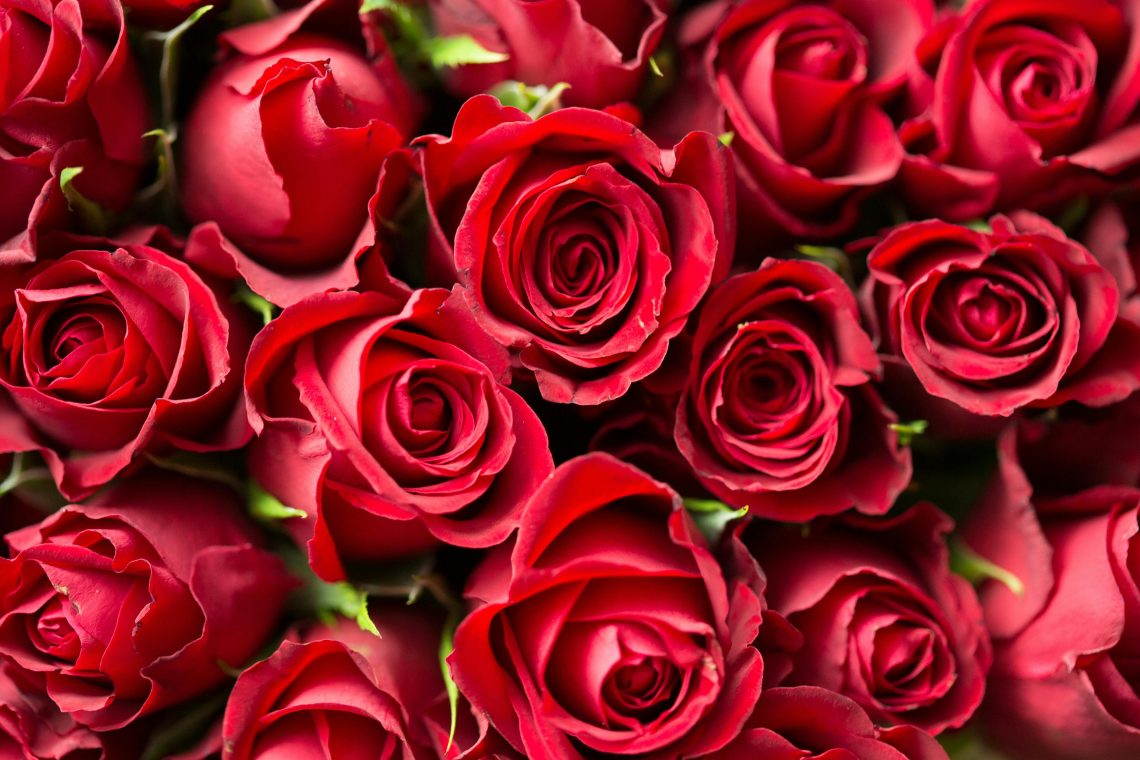 From Roses to Lilies: First Date Flower Ideas That Never Go Wrong | FNP