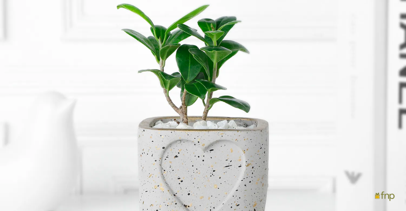 How to Care for Ficus Plants: A Complete Beginner's Guide | FNP